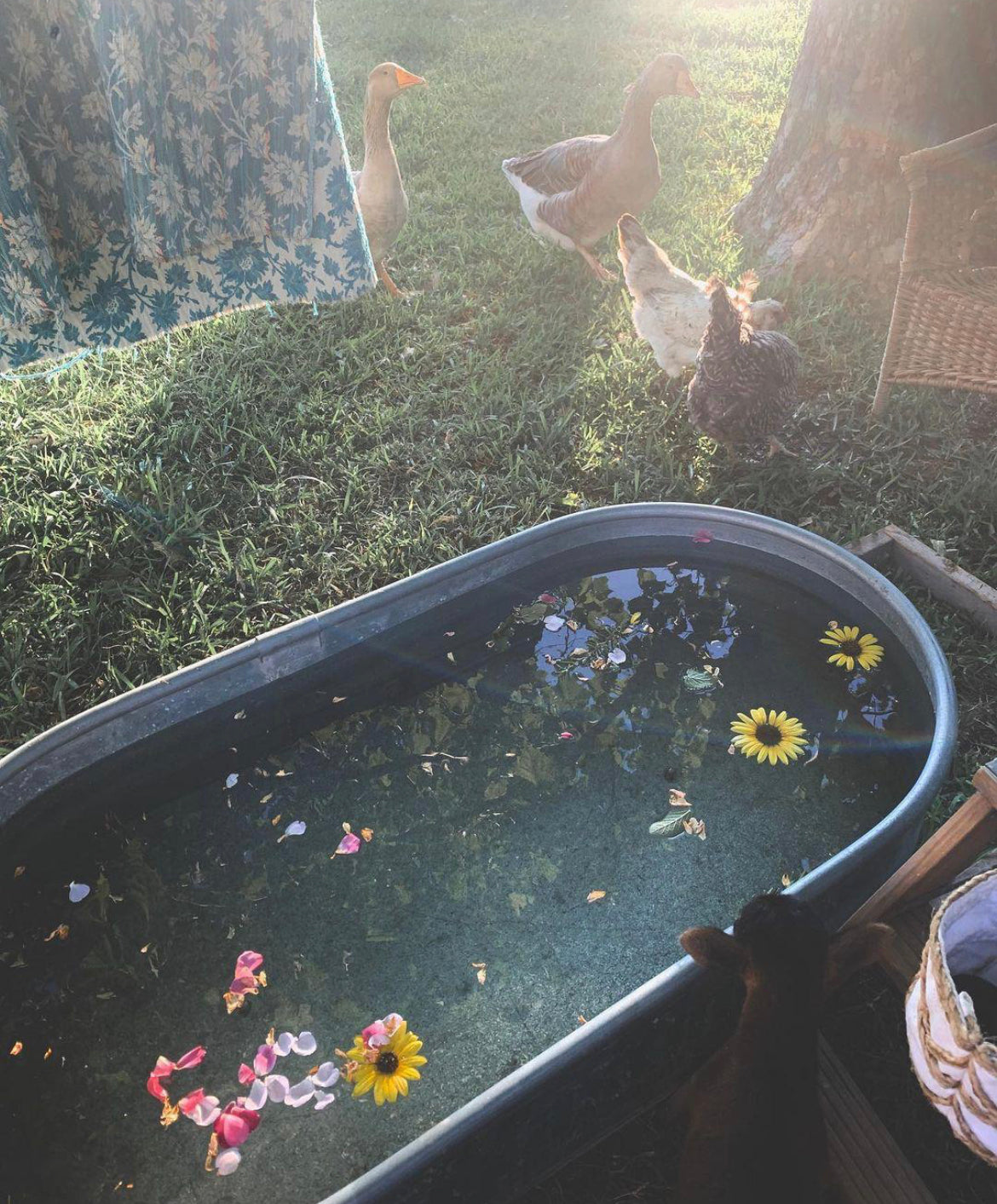 Oval Stock Tank Pool - Buy Oval Stock Tank Pool – Salt Shack Backyards
